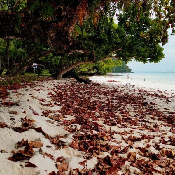 Rok islands Day trip - Phuket Marine Group